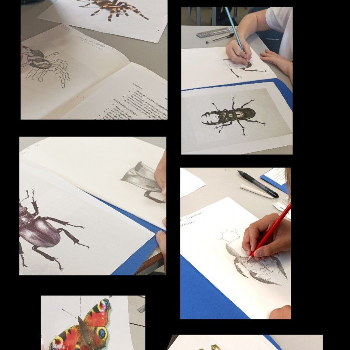 Colne Park High School - Y8 Observational Drawings!
